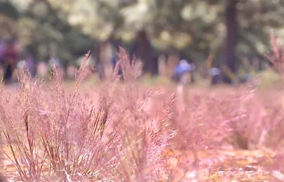 Đồi cỏ hồng trên thảo nguyên xanh