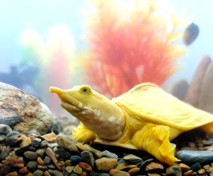 Người dân bắt được con ba ba màu vàng óng hiếm gặp tại vùng lũ Na Mèo