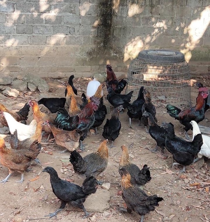 Nuôi gà đen: Thú vui giúp mang lại nguồn thực phẩm sạch cho nhiều gia đình