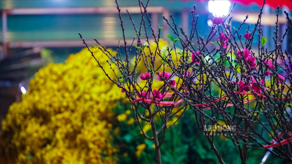 Chợ hoa “siêu to” ở Hà Nội nhộn nhịp ngày giáp Tết