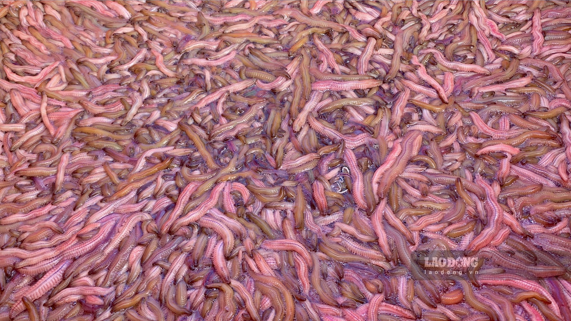 Nông dân Hải Phòng rộn ràng thu hoạch rươi đầu mùa