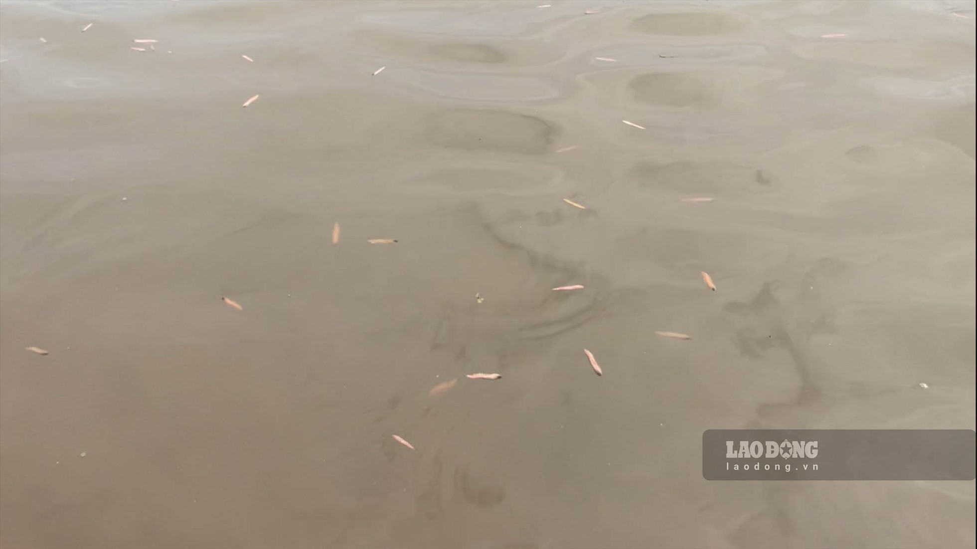 Nông dân Hải Phòng rộn ràng thu hoạch rươi đầu mùa