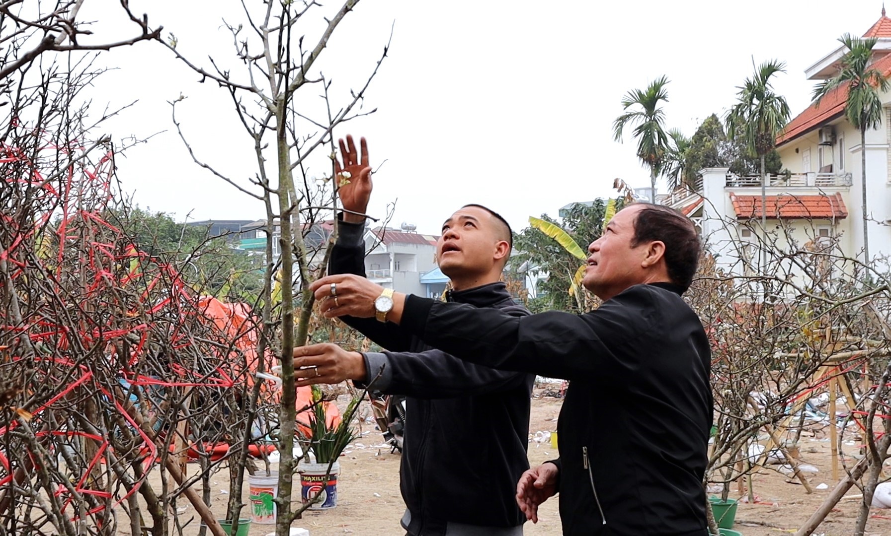Những cành lê rừng tiền triệu được người dân Thủ đô săn đón