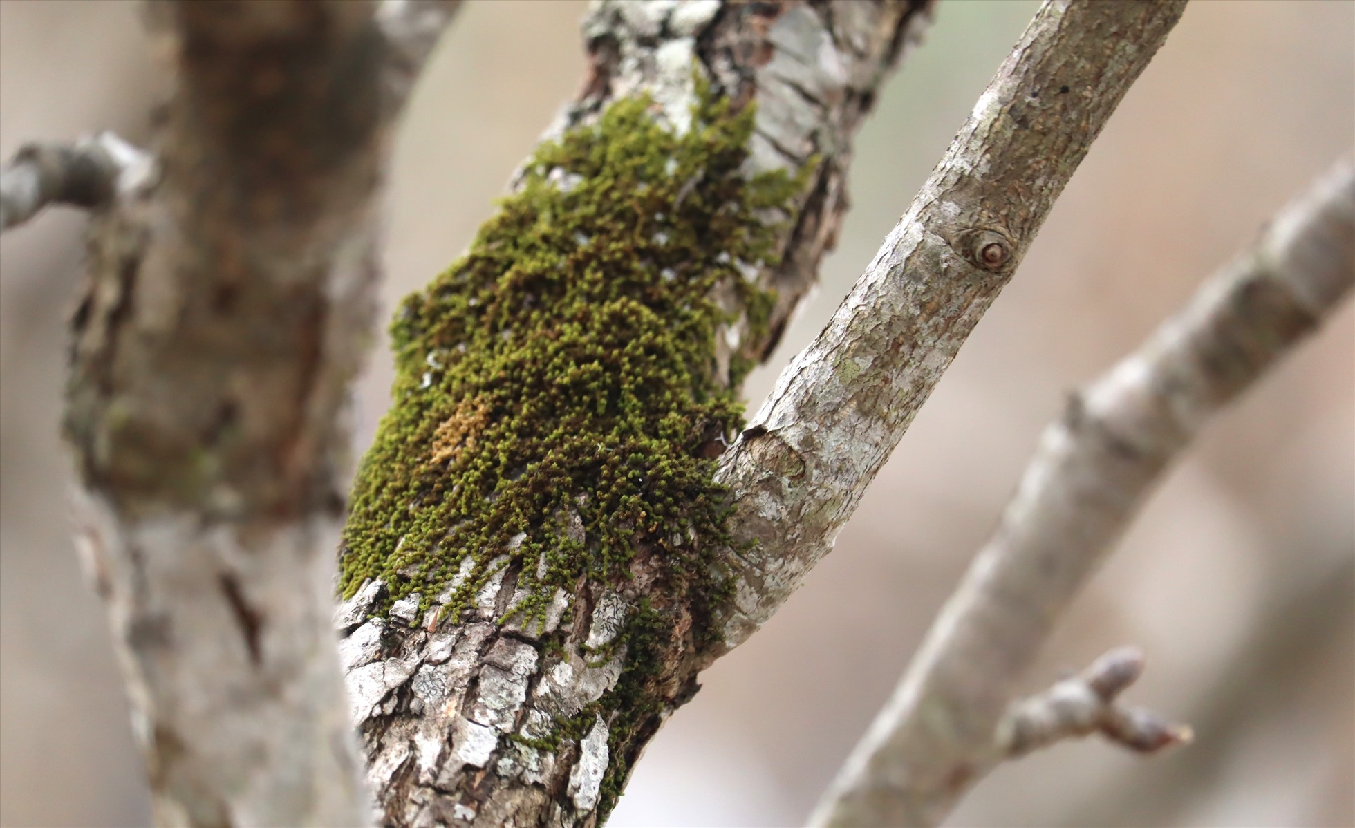 Những cành lê rừng tiền triệu được người dân Thủ đô săn đón