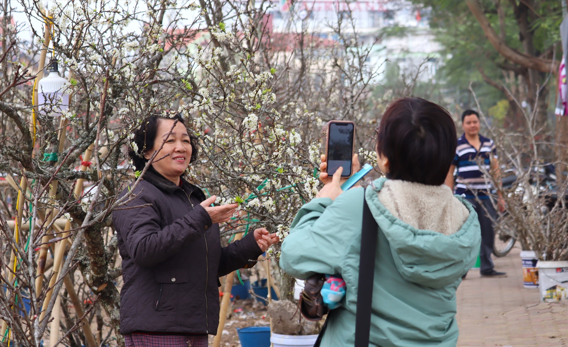 Những cành lê rừng tiền triệu được người dân Thủ đô săn đón