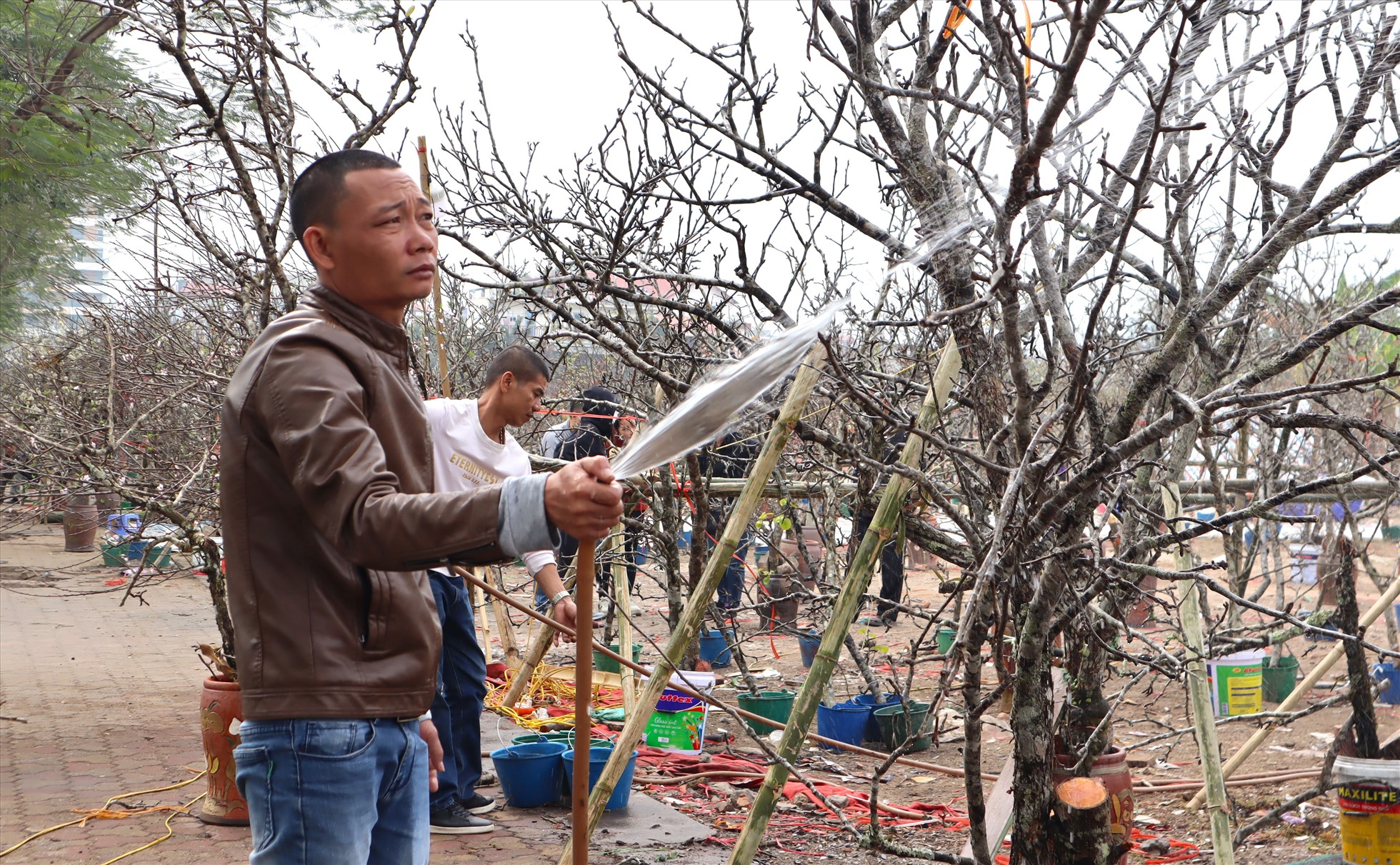 Những cành lê rừng tiền triệu được người dân Thủ đô săn đón