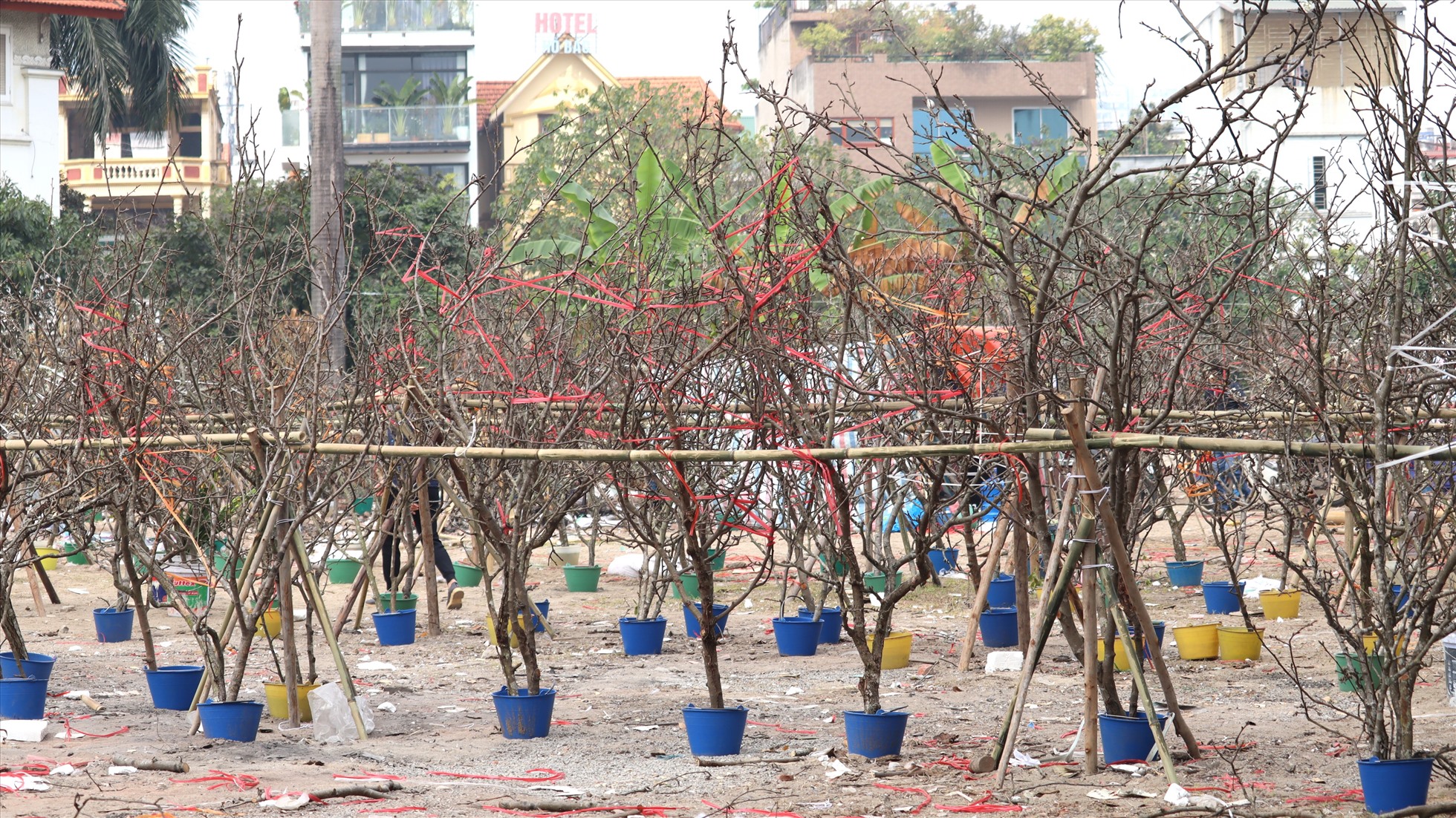 Những cành lê rừng tiền triệu được người dân Thủ đô săn đón