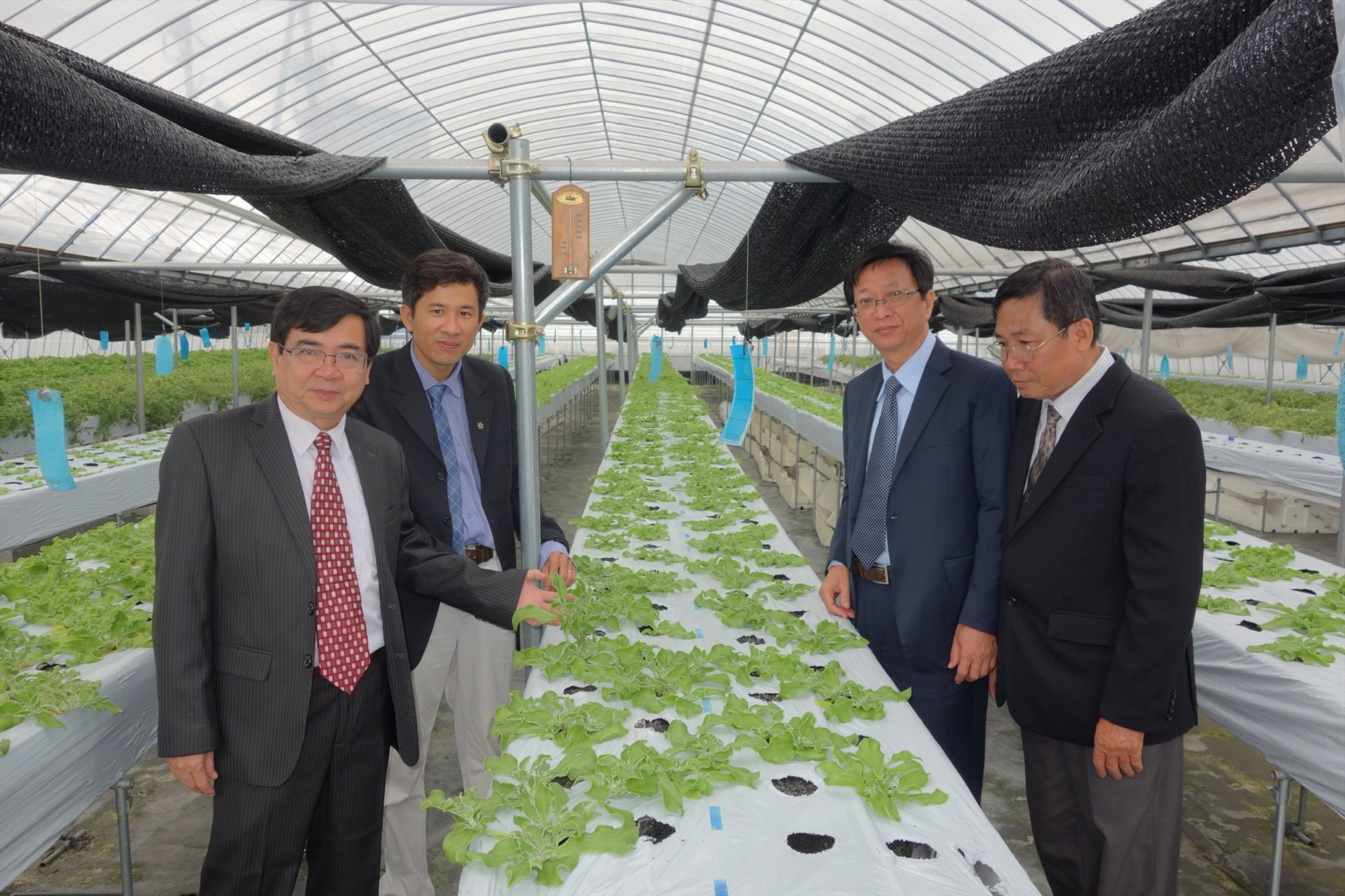 Cây giọt băng có giá tới 7 triệu đồng/kg vừa trồng thành công ở Việt ...