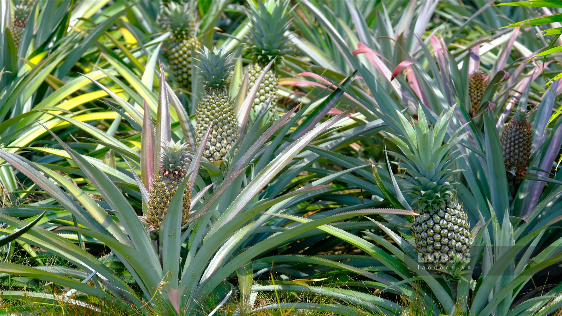 Lạc vào thế giới khóm Tắc Cậu - đệ nhất khóm miền Nam