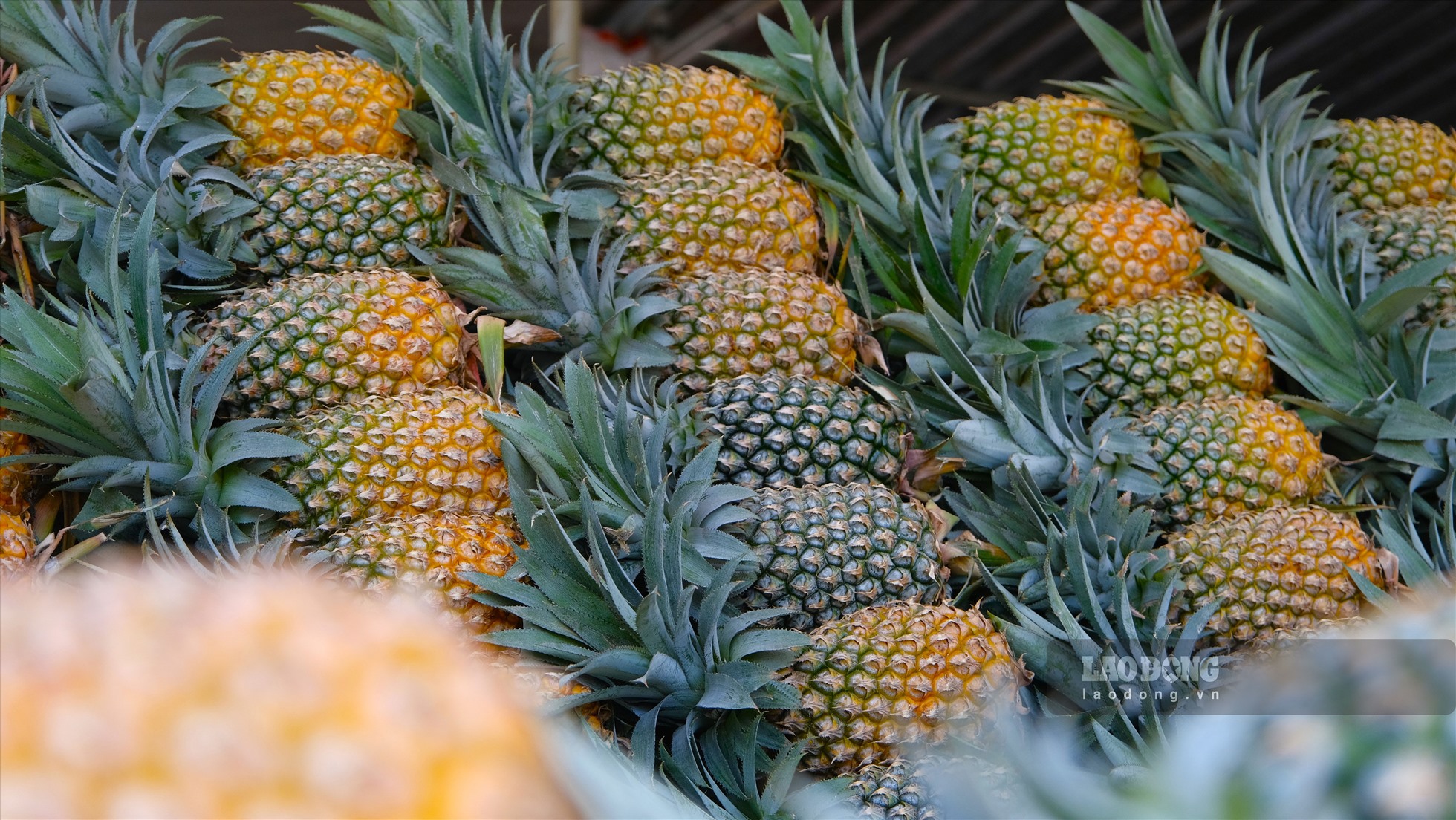 Lạc vào thế giới khóm Tắc Cậu - đệ nhất khóm miền Nam