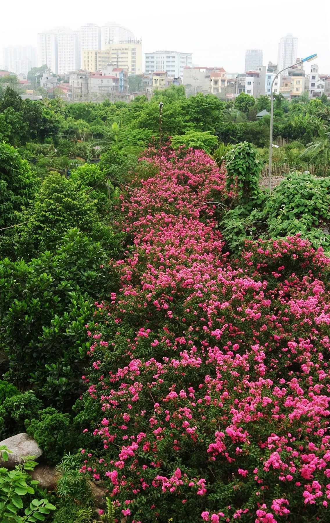 100 gốc tường vi nở rộ phủ hồng một góc công viên ở Hà Nội