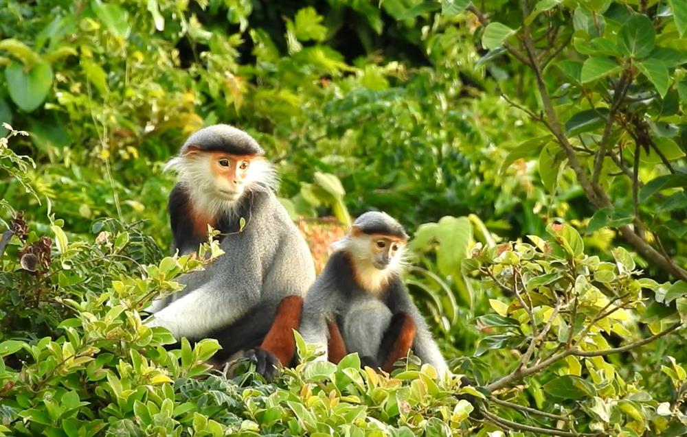 Voọc Chà vá chân nâu Sơn Trà lên National Geographic