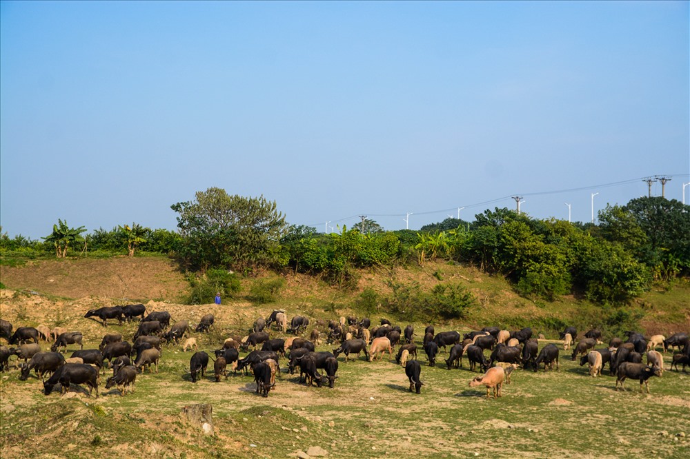 Đi tìm bí mật của đàn trâu "khổng lồ" chăn thả ngay giữa lòng Hà Nội