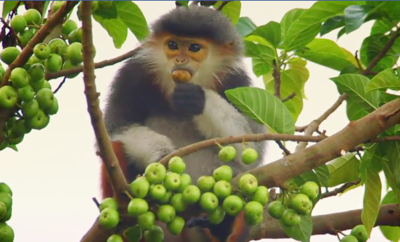Voọc Chà vá chân nâu Sơn Trà lên National Geographic