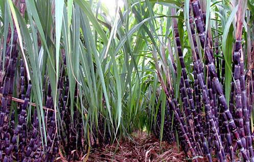 Ninh Thuận: Bị nhà máy “bỏ rơi”, nông dân không mặn mà với cây mía