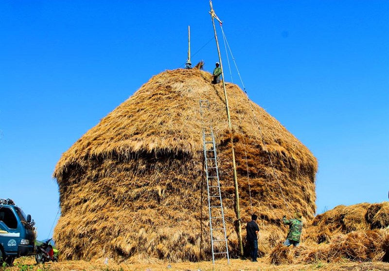 Cận cảnh cây rơm khổng lồ trị giá 500 triệu đồng ở Quảng Ngãi