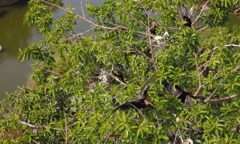 Xuất hiện hàng trăm cá thể chim giang sen quý hiếm trên hồ Trị An