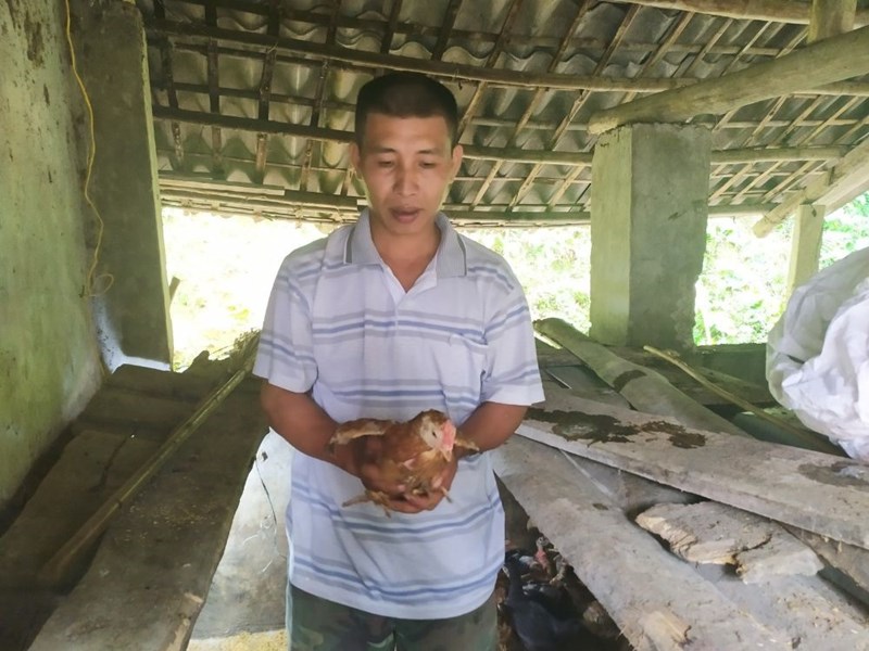Hé lộ nguyên nhân gần 4.000 con gà cấp cho hộ nghèo bị chết ở Phú Thọ