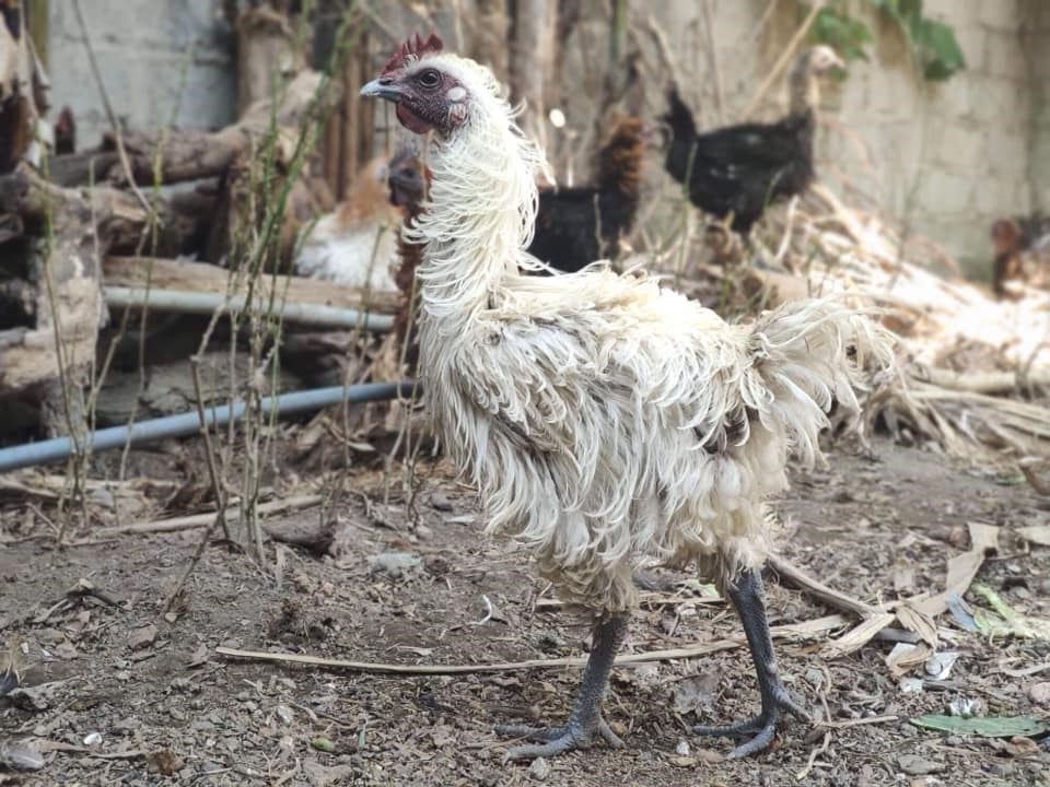 Khan hiếm gà đen H’mông thịt dịp Tết Tân Sửu 2021