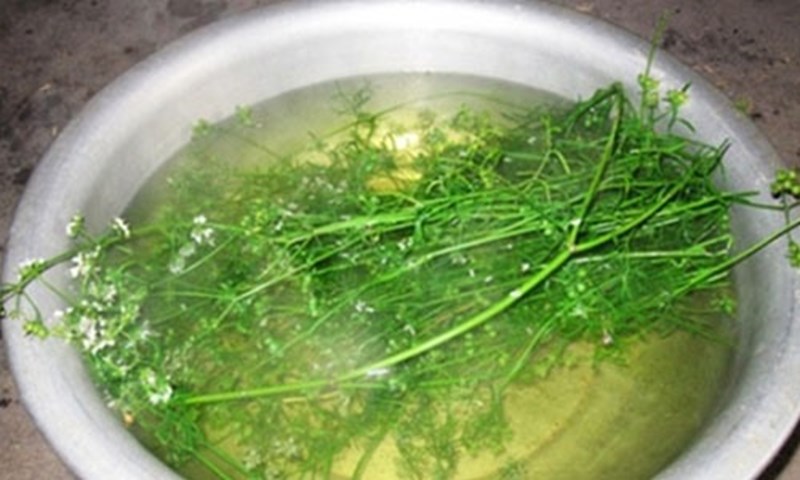 Giải mã ý nghĩa và lợi ích của tục tắm lá mùi vào chiều 30 Tết