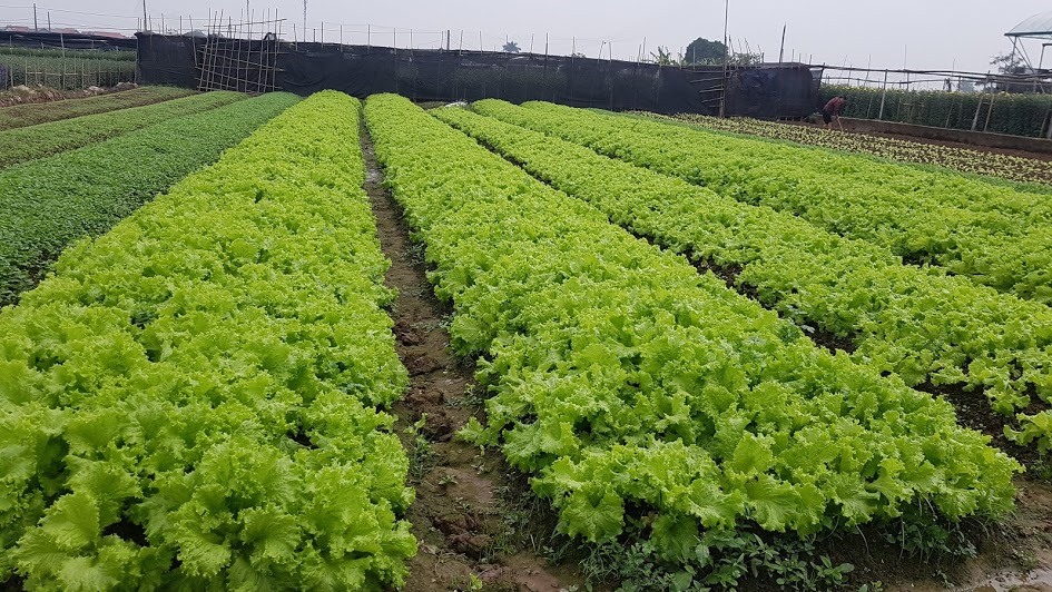 Giá rau xanh tại chợ “nhảy múa” từng ngày