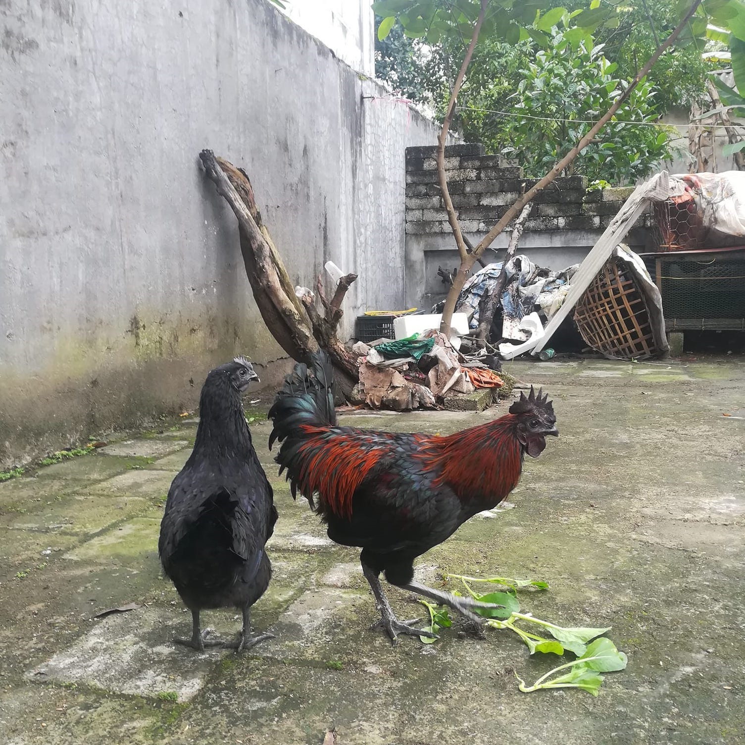 Khan hiếm gà đen H’mông thịt dịp Tết Tân Sửu 2021