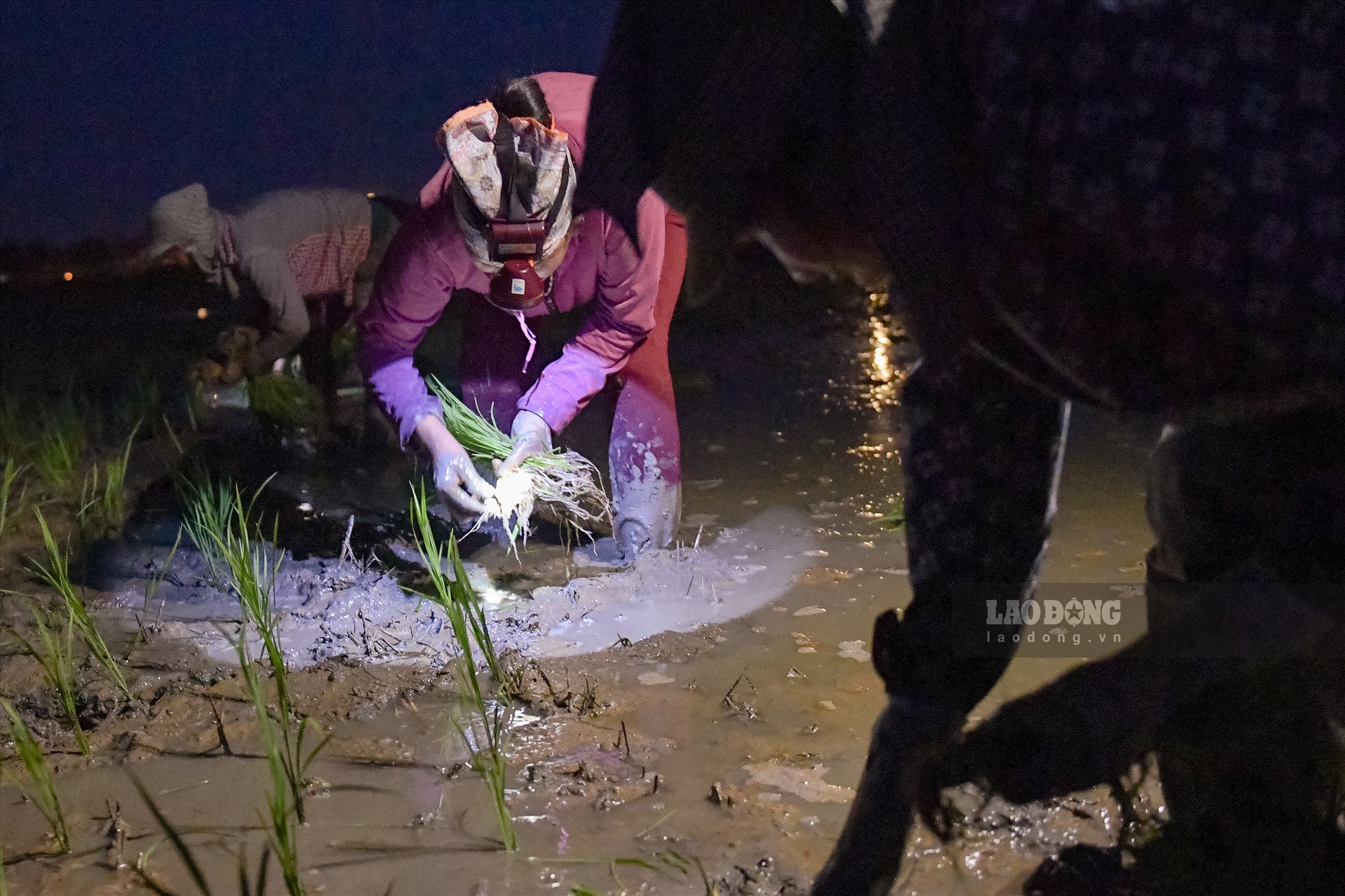 Thu hoạch cá mú nuôi thử nghiệm nặng hơn nửa tạ