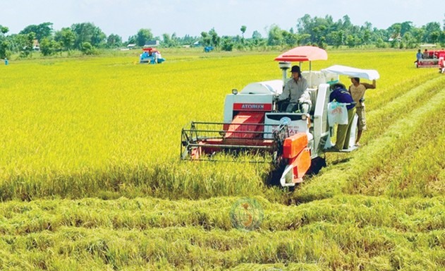 Thu hoạch cá mú nuôi thử nghiệm nặng hơn nửa tạ