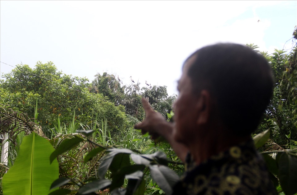 Xuất hiện hàng trăm cá thể chim giang sen quý hiếm trên hồ Trị An