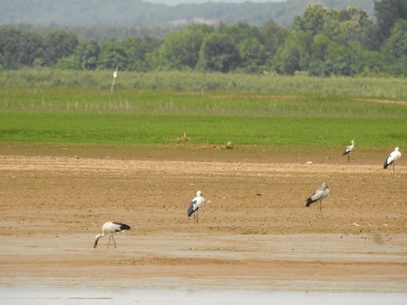 Xuất hiện hàng trăm cá thể chim giang sen quý hiếm trên hồ Trị An