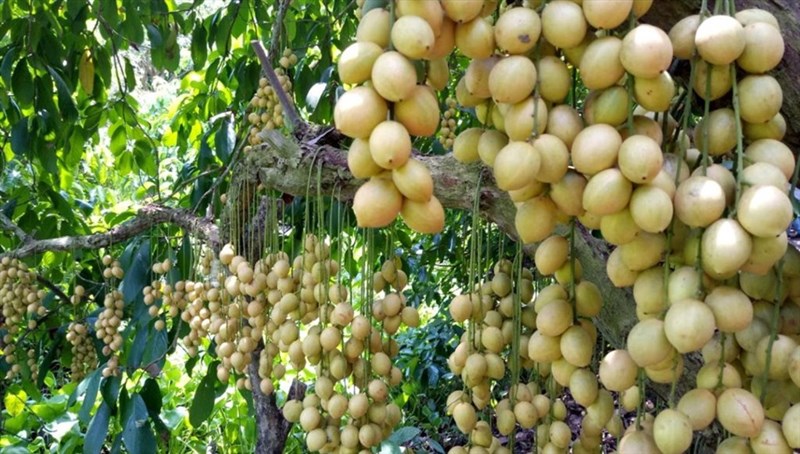 Dâu da và những lợi ích về sức khỏe