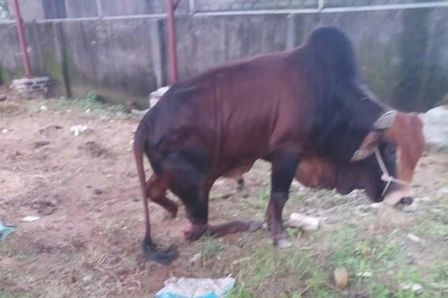 Người đàn ông đi cày bị bò húc tử vong