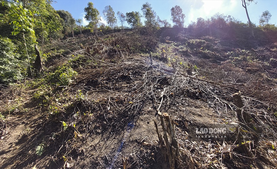 Vụ phá rừng Mường Phăng có dấu hiệu hình sự, đối tượng đi khỏi nơi cư trú