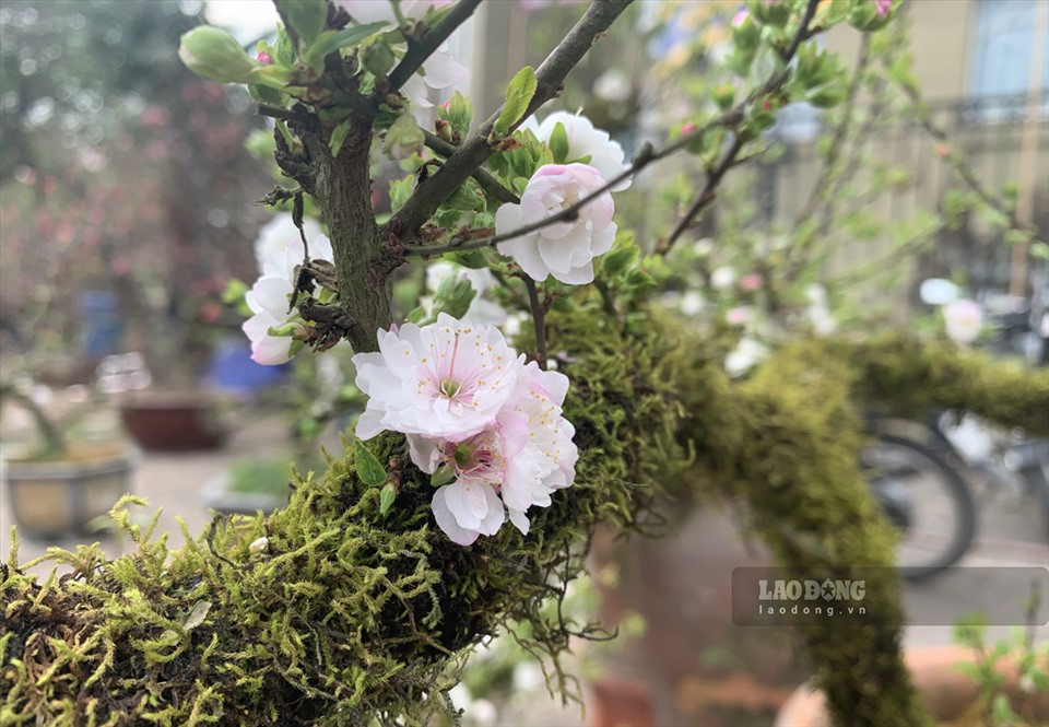 Cận Tết, nhất chi mai bonsai vẫn vắng khách mua