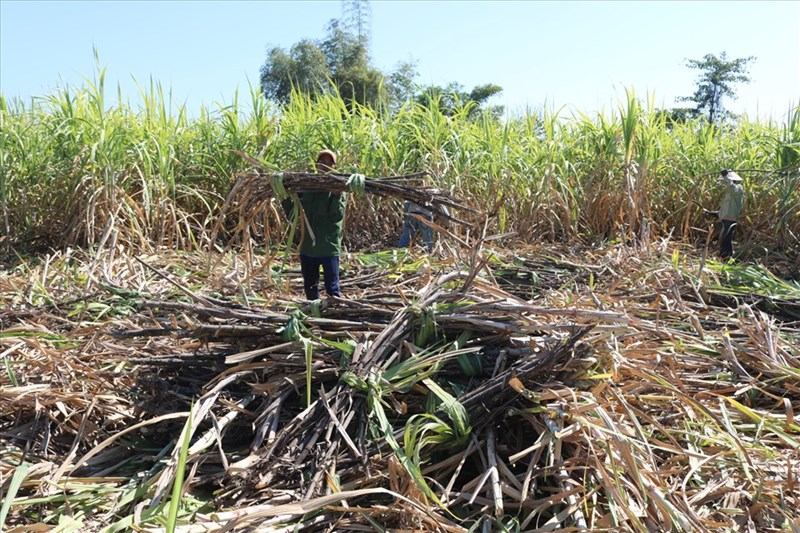 Nông dân trồng mía ở Khánh Hòa loay hoay chuyển đổi cây trồng