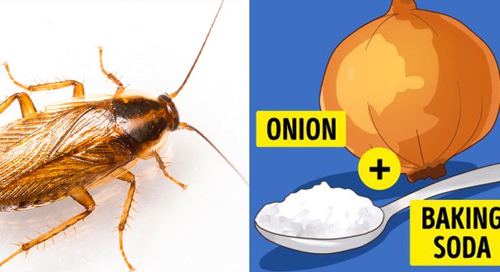 5 cách loại bỏ côn trùng trong nhà đơn giản hiệu quả vào thời điểm giao mùa