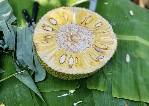 Lợi ích sức khỏe của việc ăn mít non