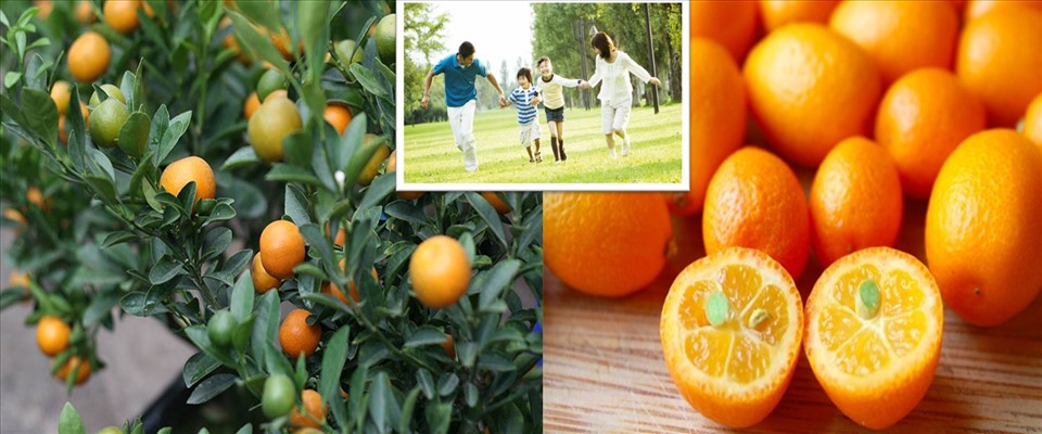 Cách chọn quất đẹp ngày Tết bạn nên biết