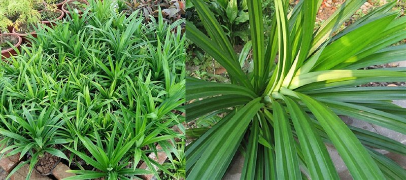 Bật mí các công dụng tuyệt vời của lá dứa đối với sức khỏe