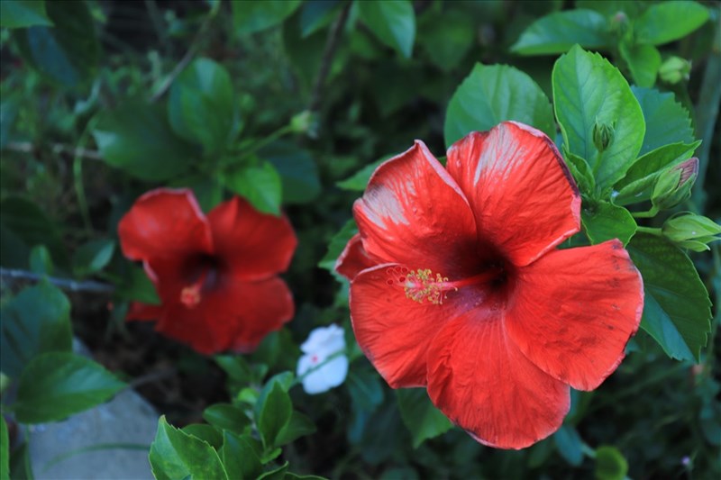 5 cách sử dụng hoa dâm bụt để có mái tóc chắc khỏe