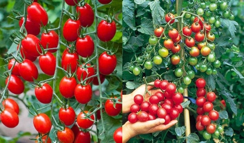 Lợi ích của cà chua bi đối với sức khoẻ