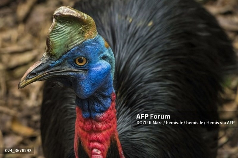 Con người 18.000 năm trước từng nuôi loài chim nguy hiểm nhất thế giới