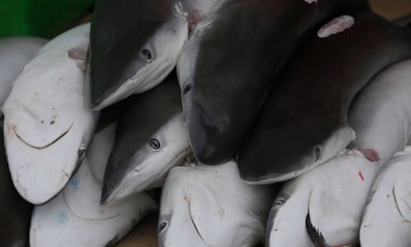 Nhiều loài cá mập, cá đuối đối mặt nguy cơ biến mất vĩnh viễn khỏi Trái đất