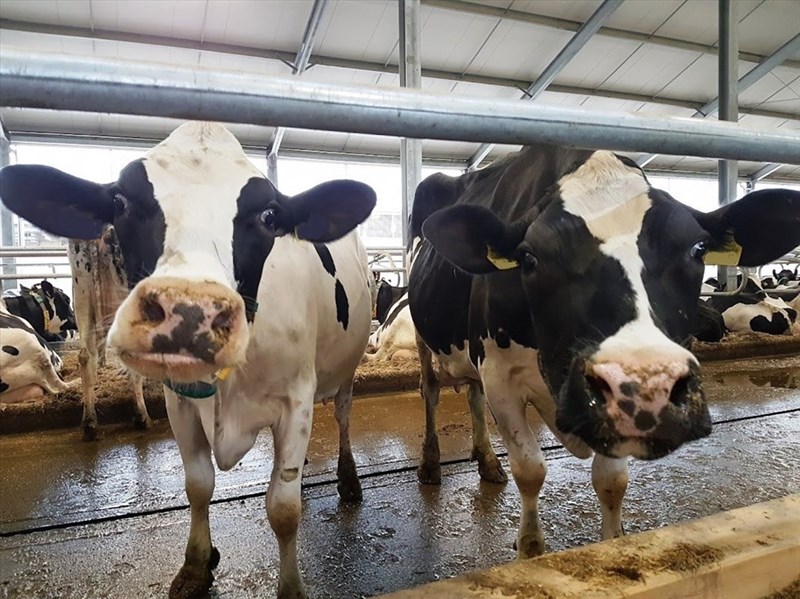 Thông tin thêm về bệnh "bò điên" và việc xuất khẩu bò của Brazil