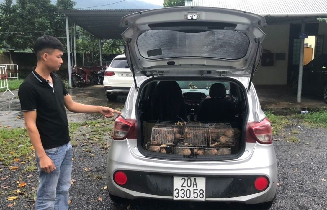 Phát hiện ôtô vận chuyển 66 cá thể dúi má đào không có giấy tờ hợp lệ