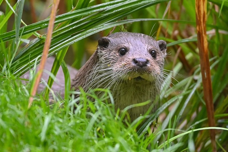 Singapore đang bị hàng nghìn con rái cá tấn công