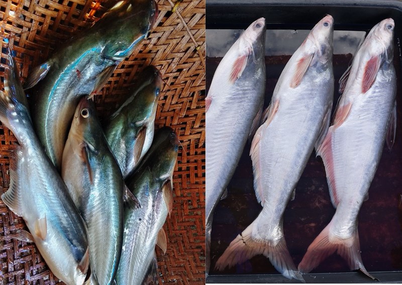 Lợi ích của những chất dinh dưỡng trong cá da trơn