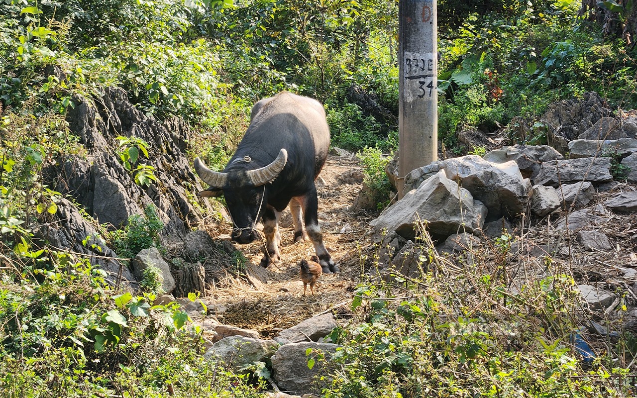 Đàn trâu hoang liên tiếp tấn công người, công nhân vừa làm vừa run