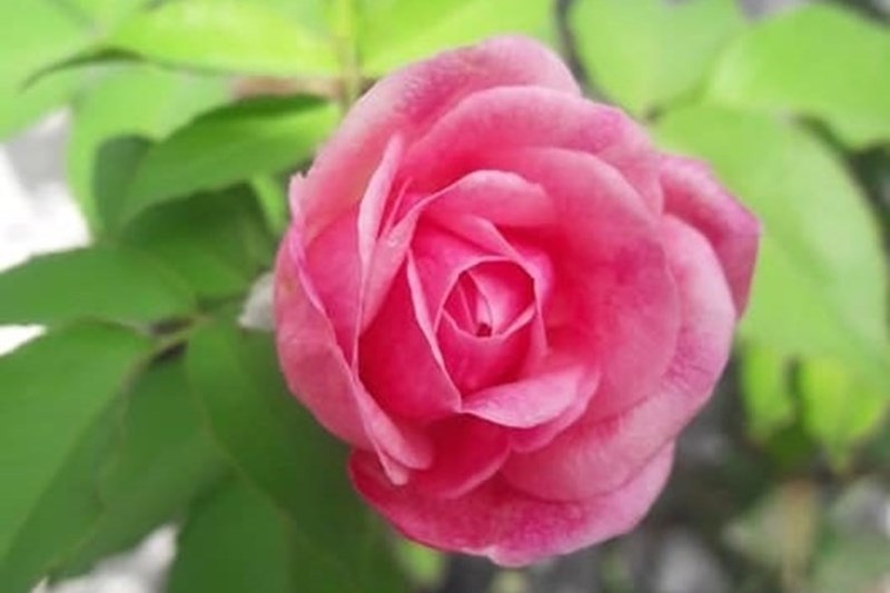 Lợi ích làm đẹp của hoa hồng