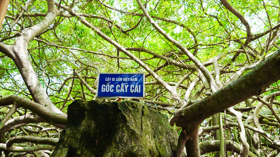 Công nhận 2 cây Di sản Việt Nam ở cái nôi của Đờn ca Tài tử Nam Bộ